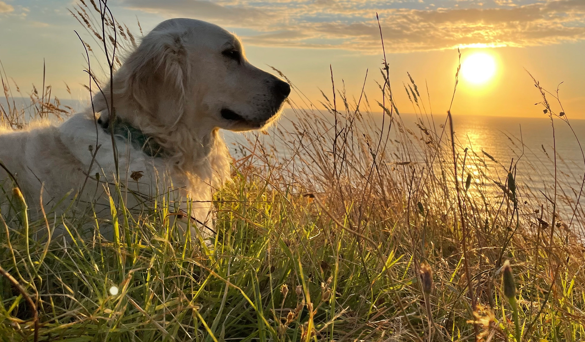 Pet Behaviour - Timbertown Veterinary Hospital